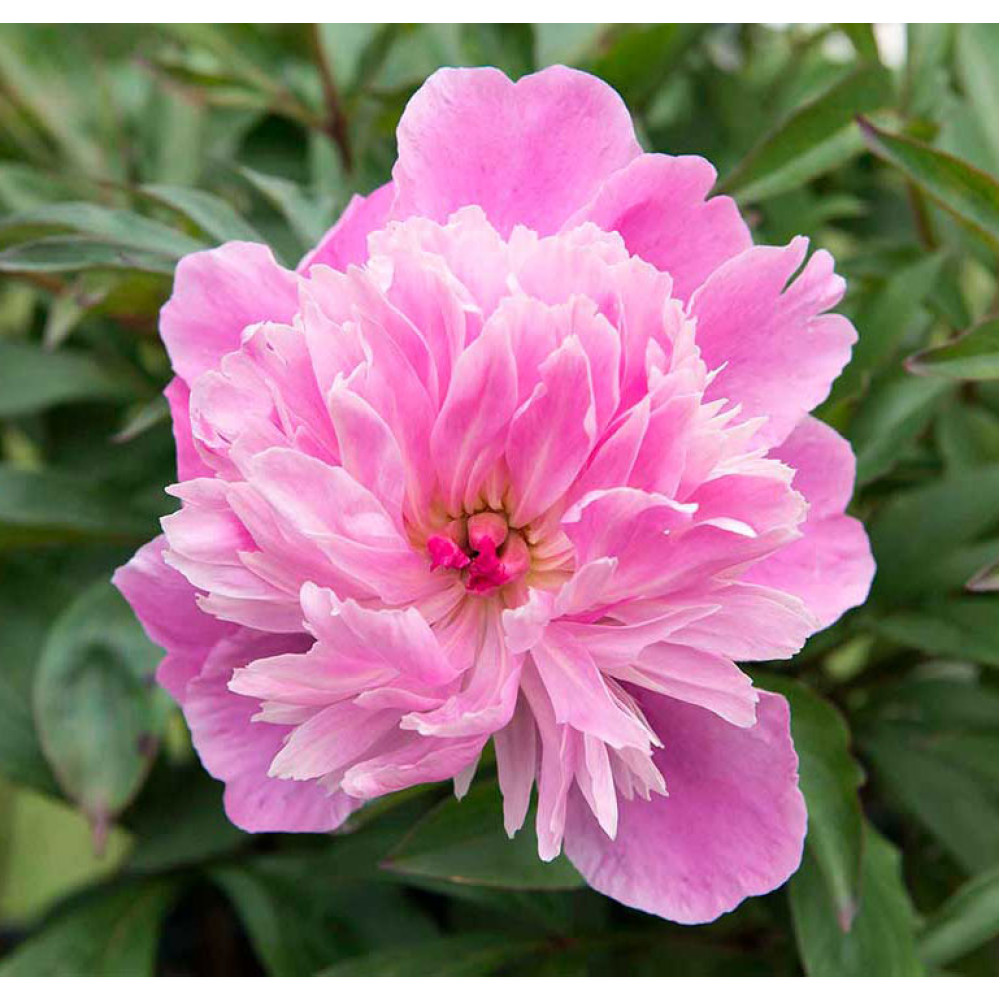 CHANTILLY, Journées des Plantes de Chantilly